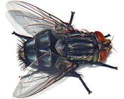 Sa première mouche | Blog bébé Montessori